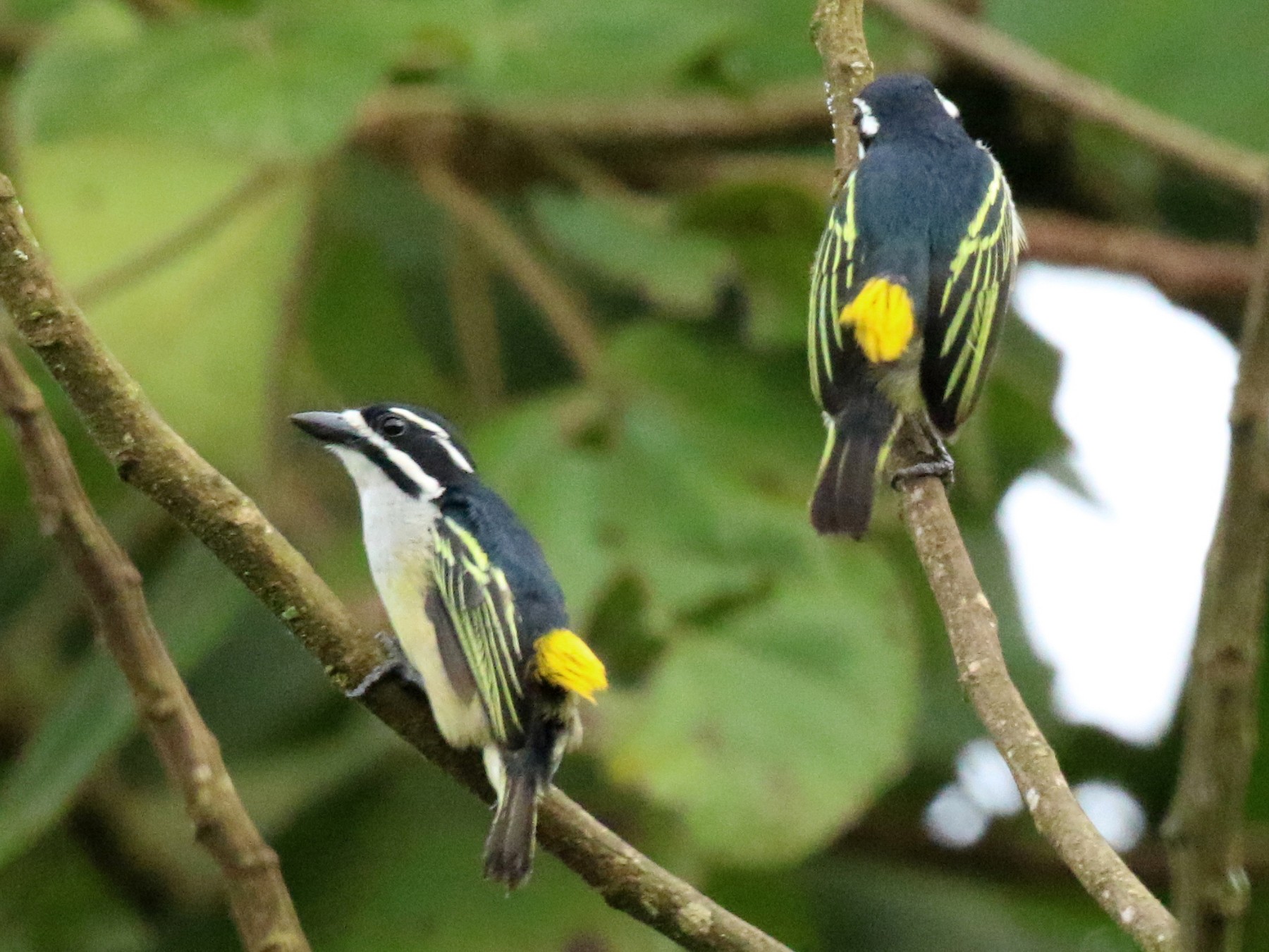 Yellow-rumped Tinkerbird - eBird