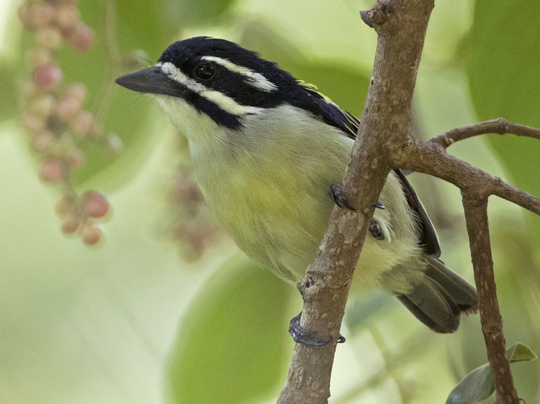 Yellow-rumped Tinkerbird - eBird