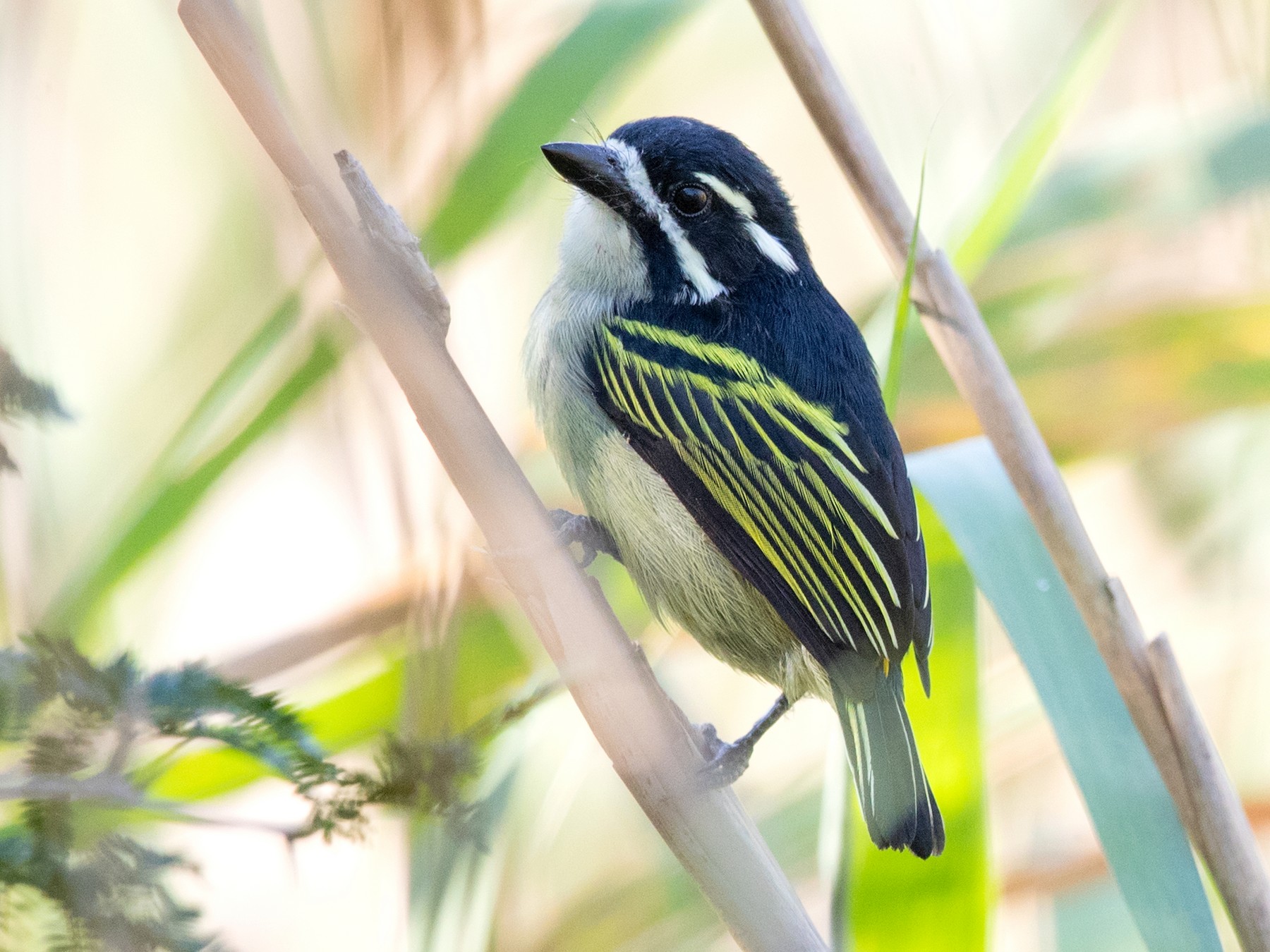 Yellow-rumped Tinkerbird - eBird