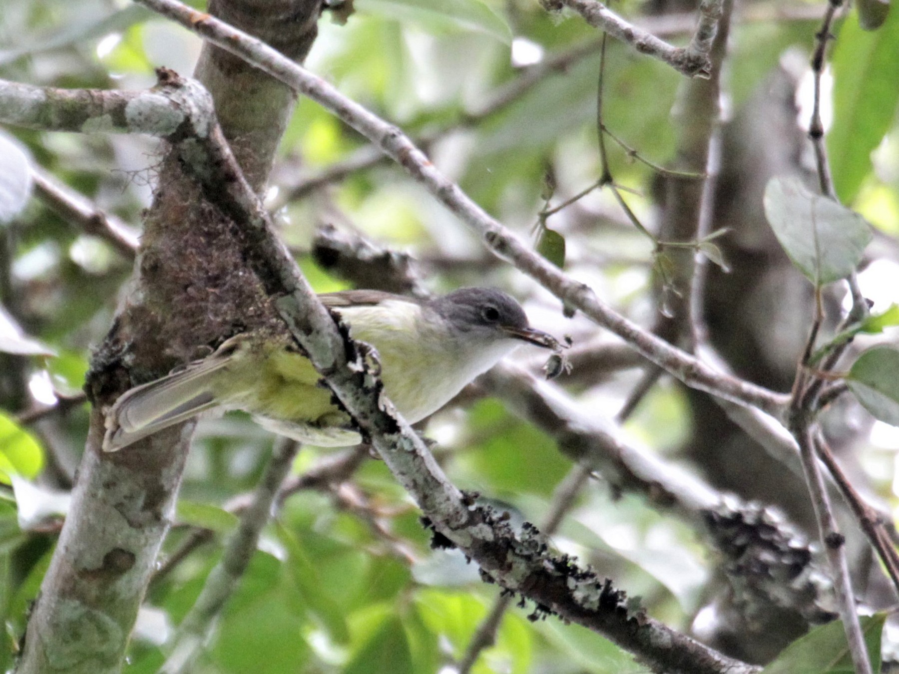 Yellow-streaked Greenbul - eBird