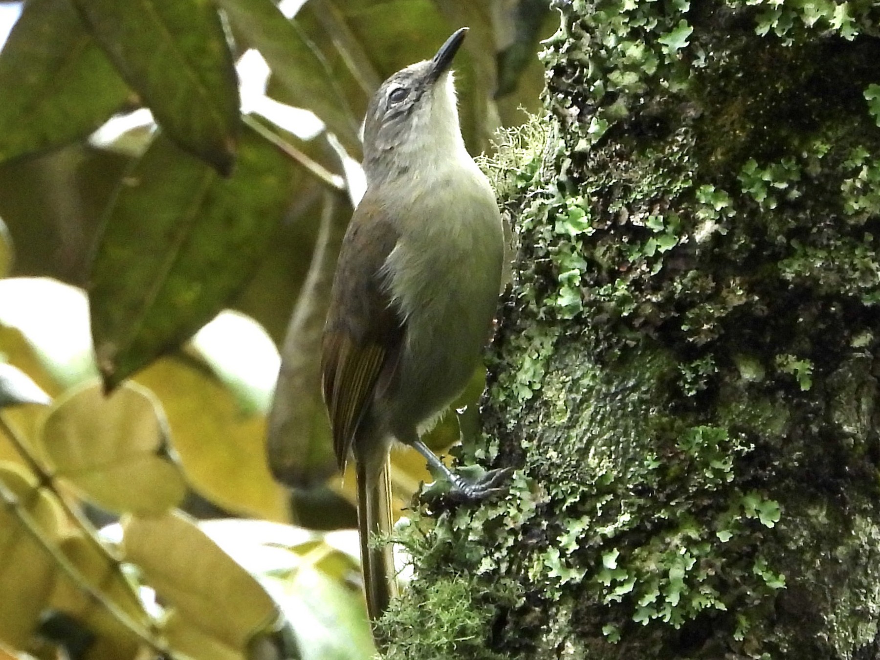 Yellow-streaked Greenbul - eBird