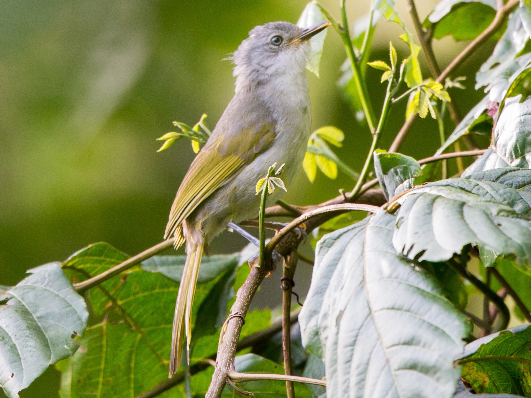 Yellow-streaked Greenbul - eBird