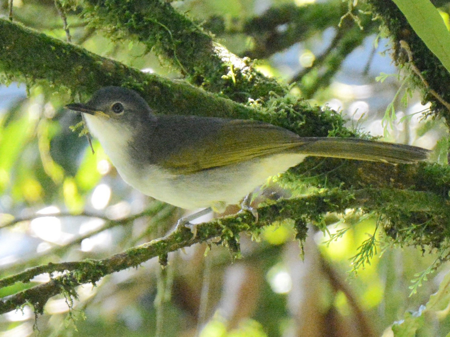 Yellow-streaked Greenbul - eBird