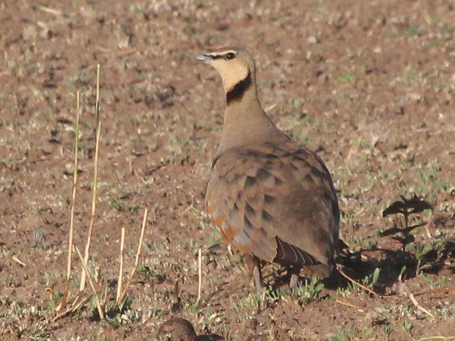 Yellow-throated Sandgrouse - eBird