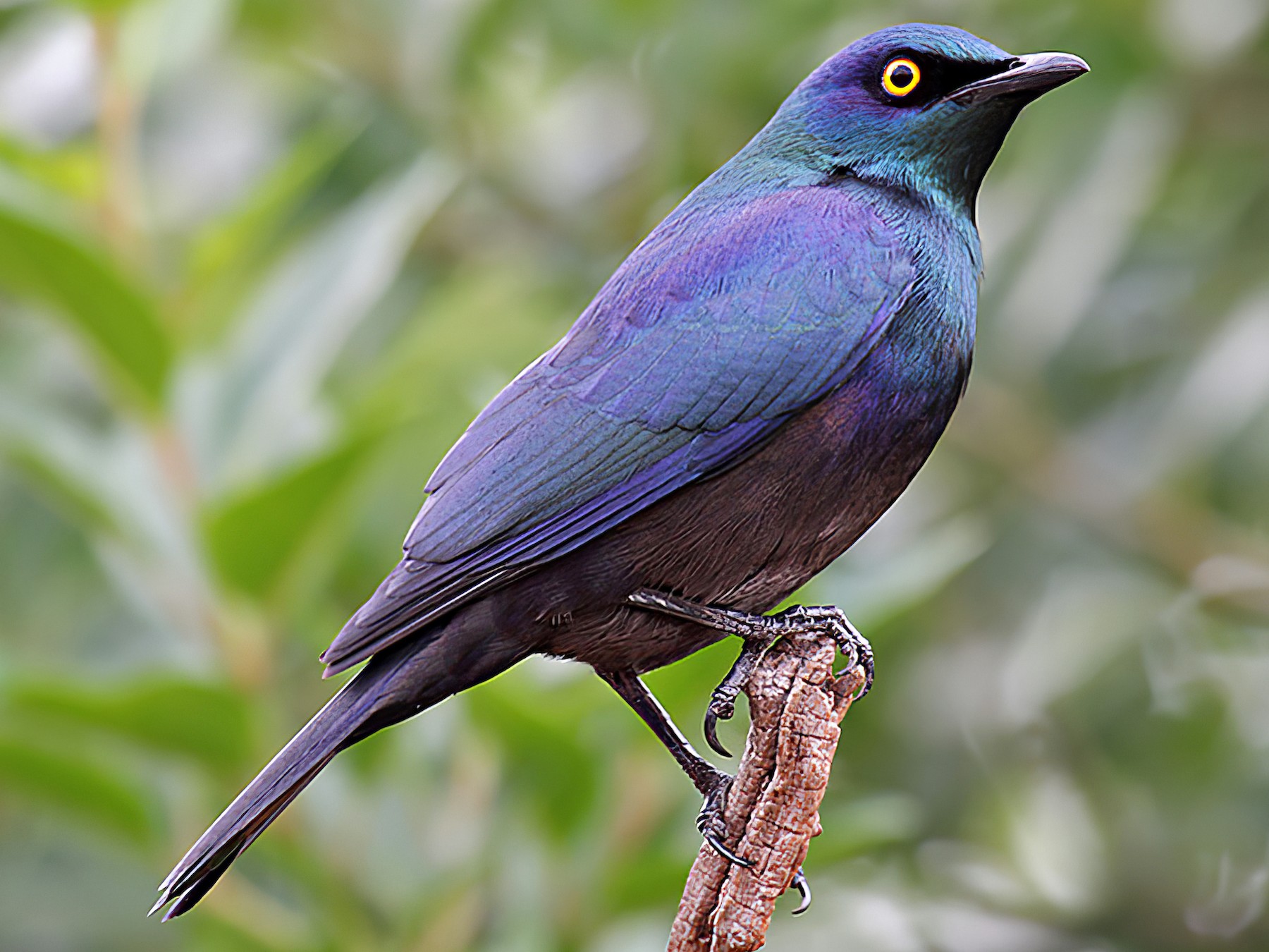 Black-bellied Starling - eBird