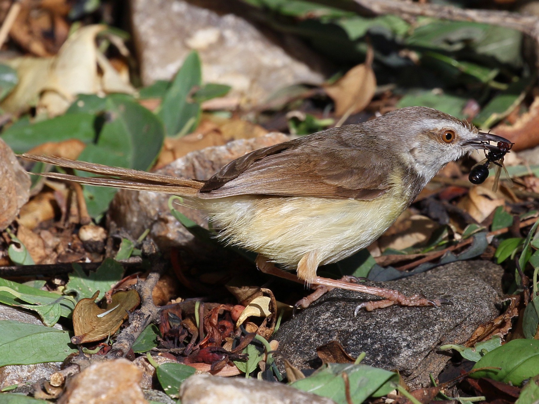 Black-chested Prinia - eBird