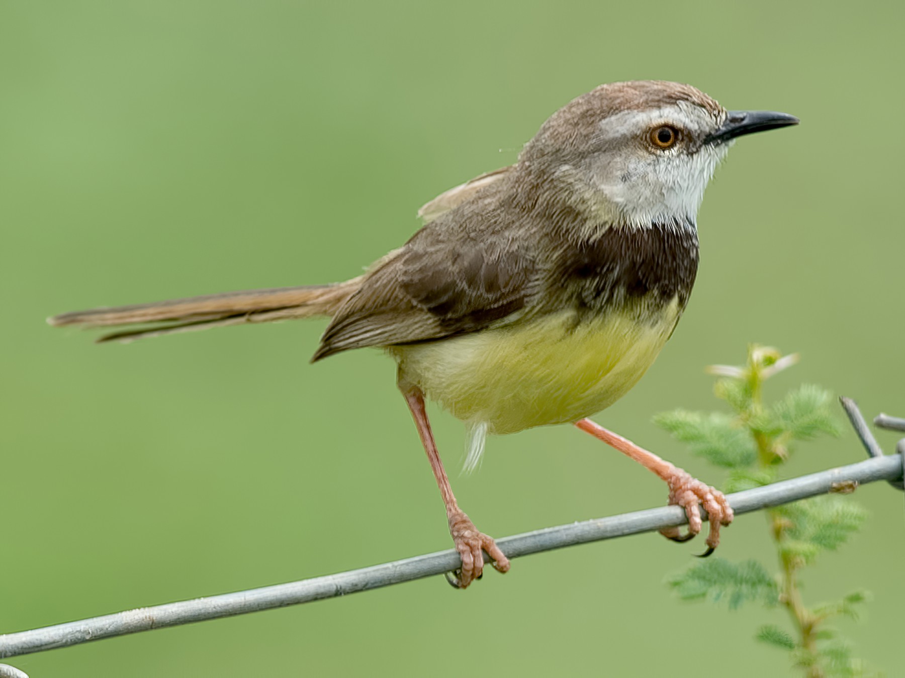 Black-chested Prinia - eBird