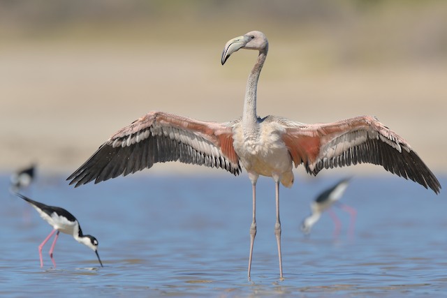 Greater Flamingo Flying
