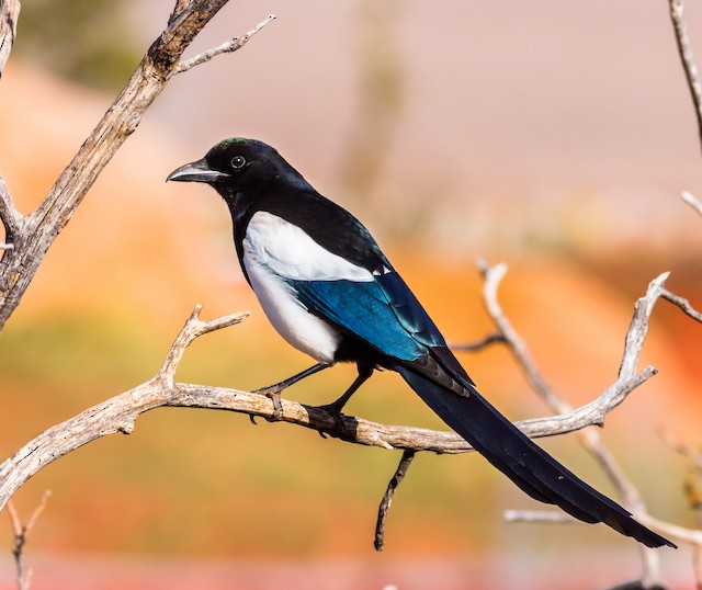 Black Billed Magpie In Alaska