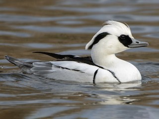 Smew - eBird