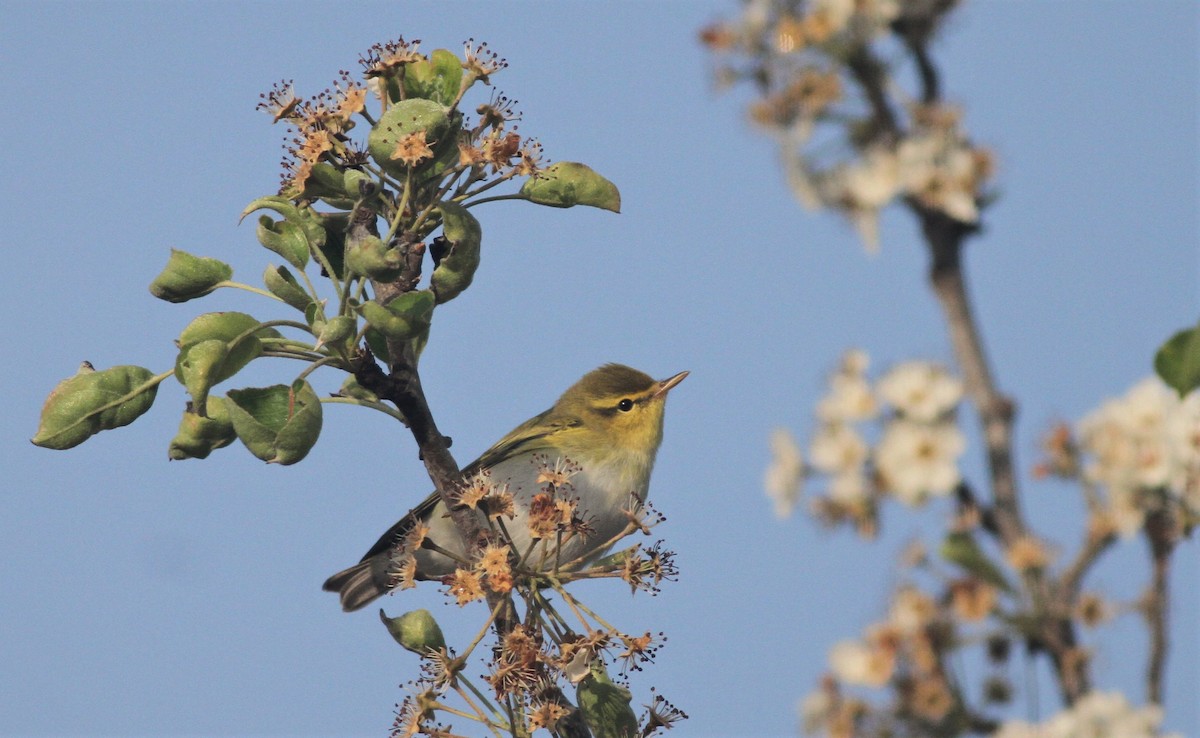 Israel Breeding Bird Atlas Checklist - 2 Apr 2020 - Jerusalem Bird ...