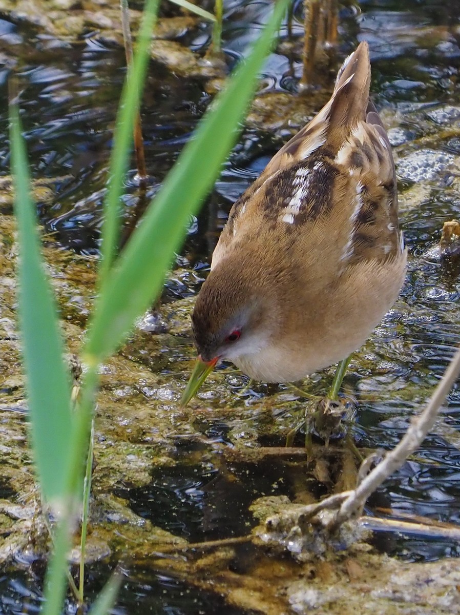 eBird Checklist - 17 Mar 2020 - Zakaki (Ζακάκι) Marsh - 23 species