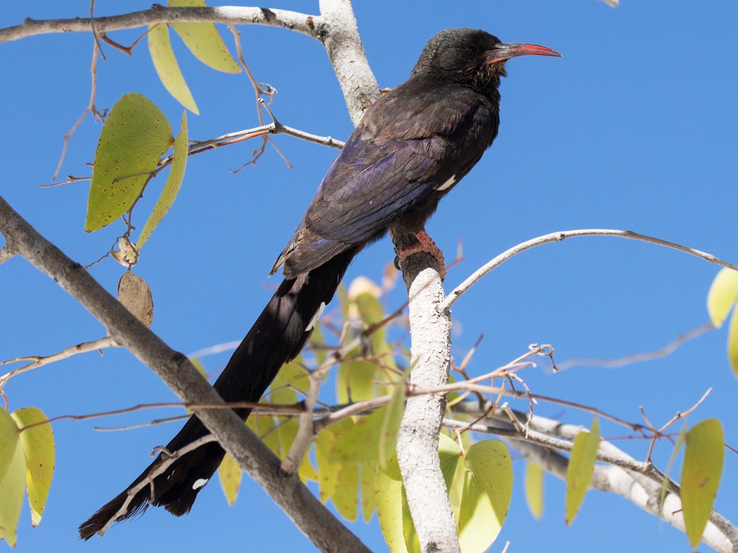 Wood Hoopoe