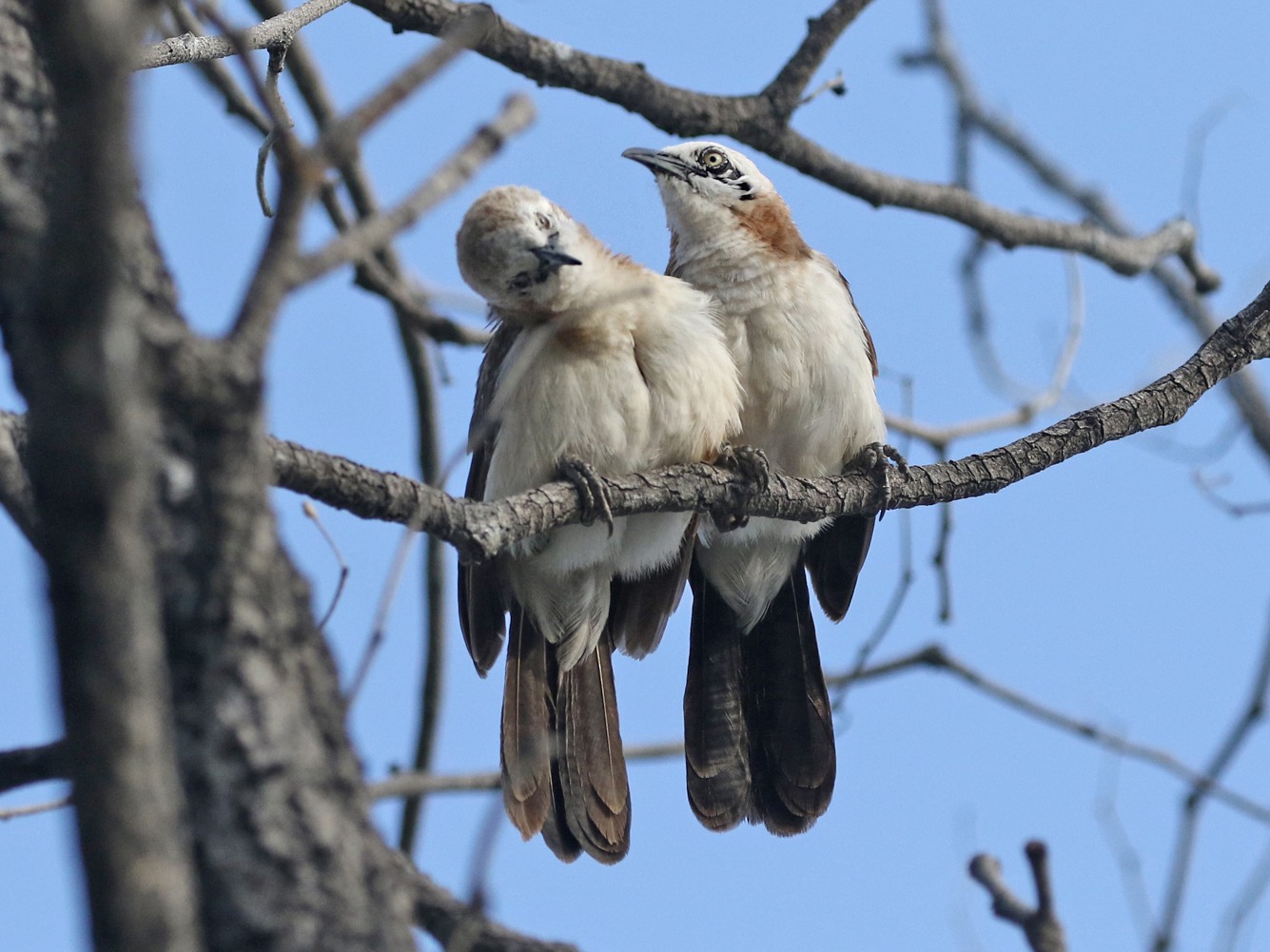 Bare-cheeked Babbler - eBird