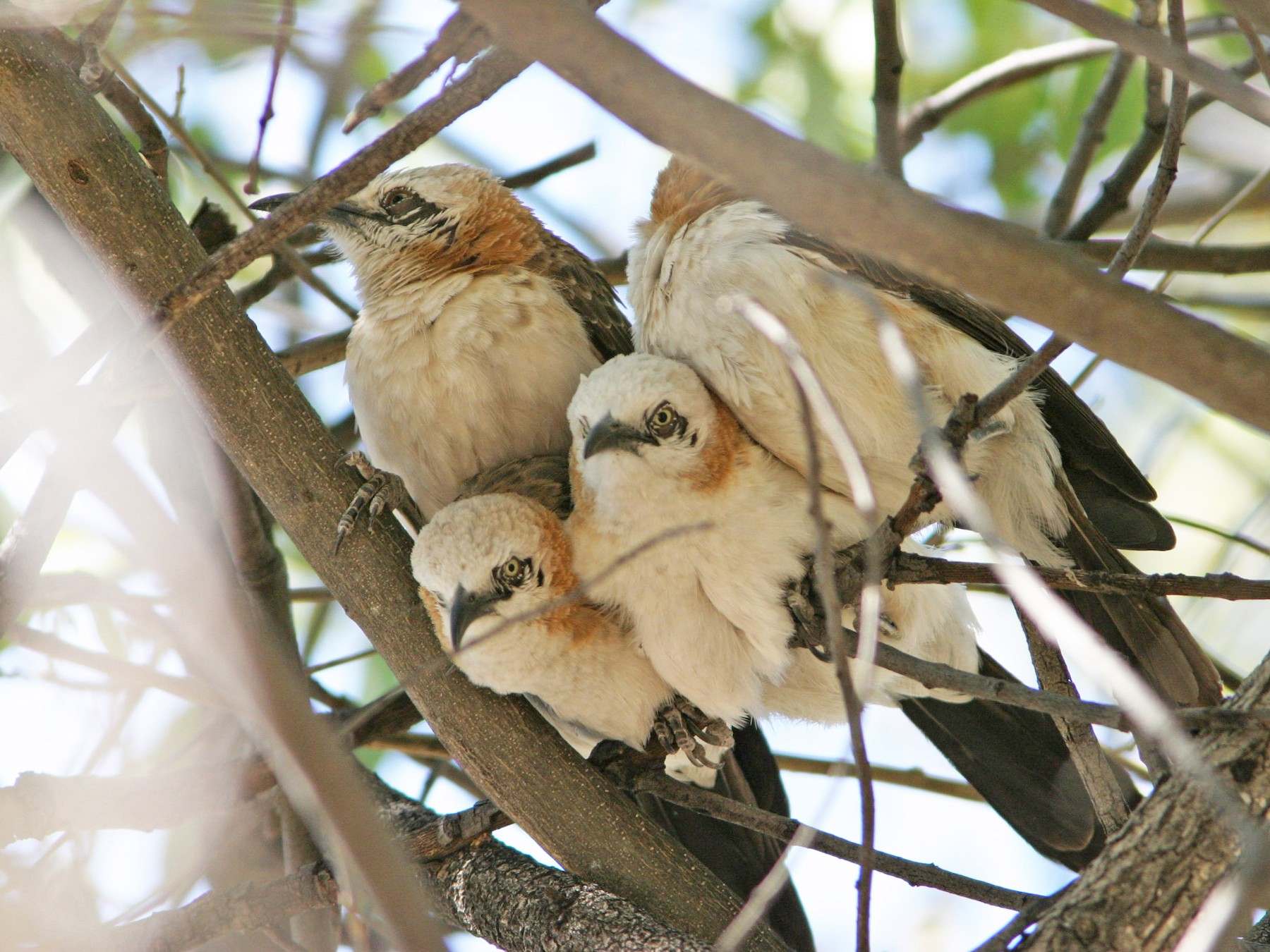 Bare-cheeked Babbler - eBird