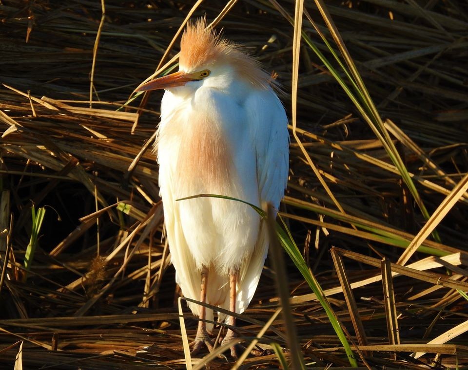 eBird Checklist - 2 Apr 2020 - Limberlost Swamp Wetland Preserve (Jay ...