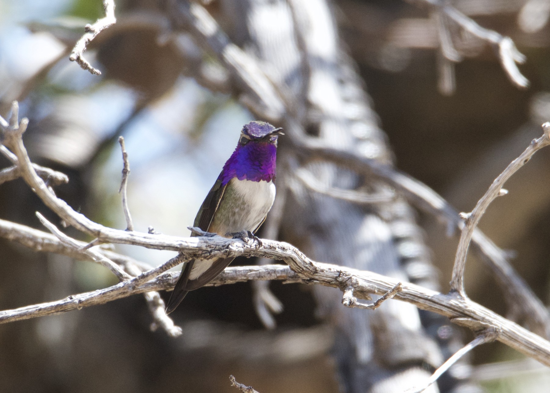 Lucifer x Costa's Hummingbird (hybrid) - eBird