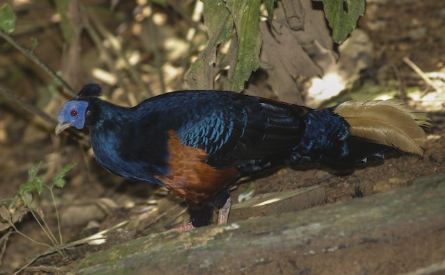 Photos - Bornean Crestless Fireback - Lophura pyronota - Birds of the World