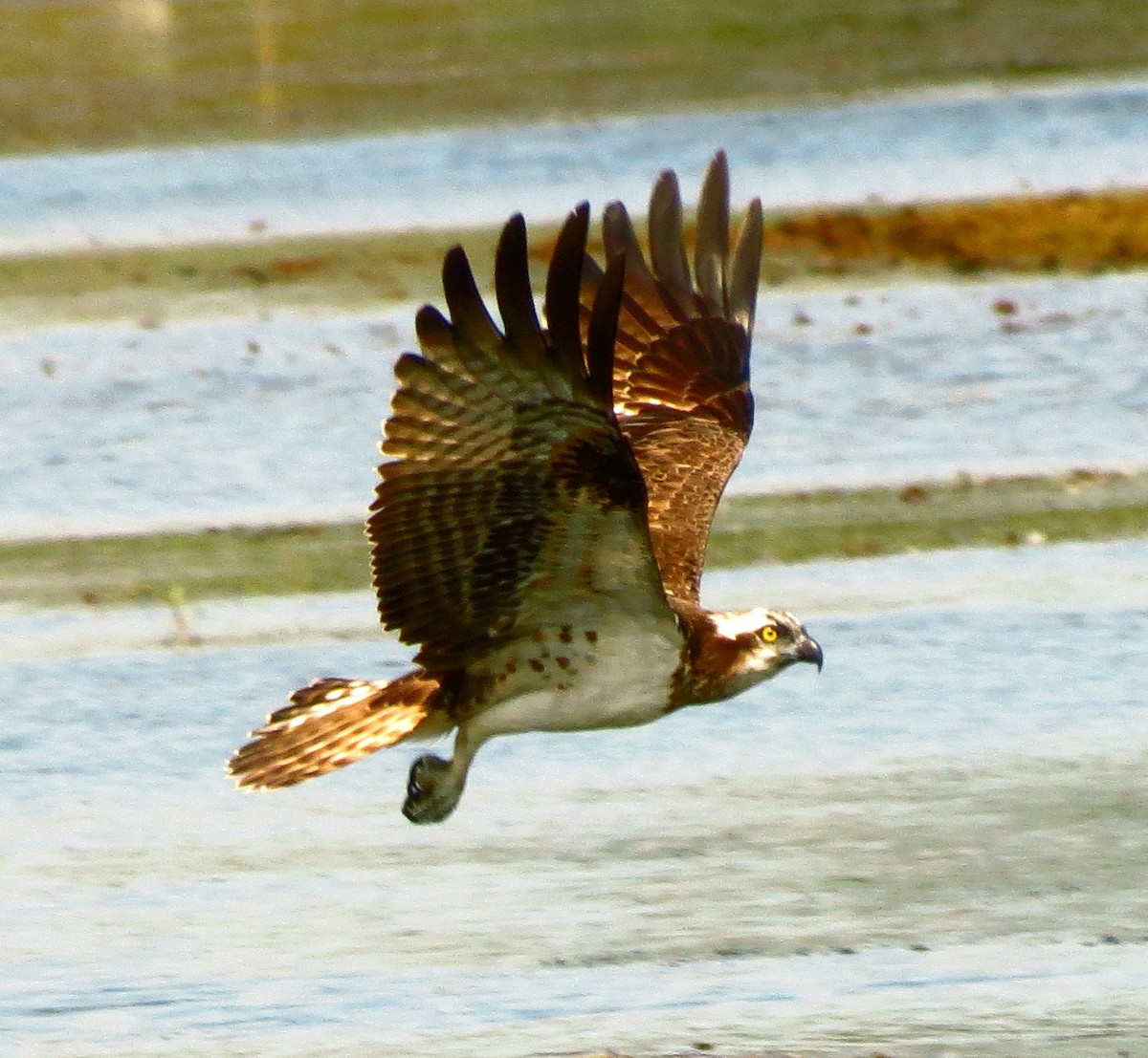 eBird Checklist - 5 Dec 2012 - Munderi Kadavu Bird Sanctuary - 20 species