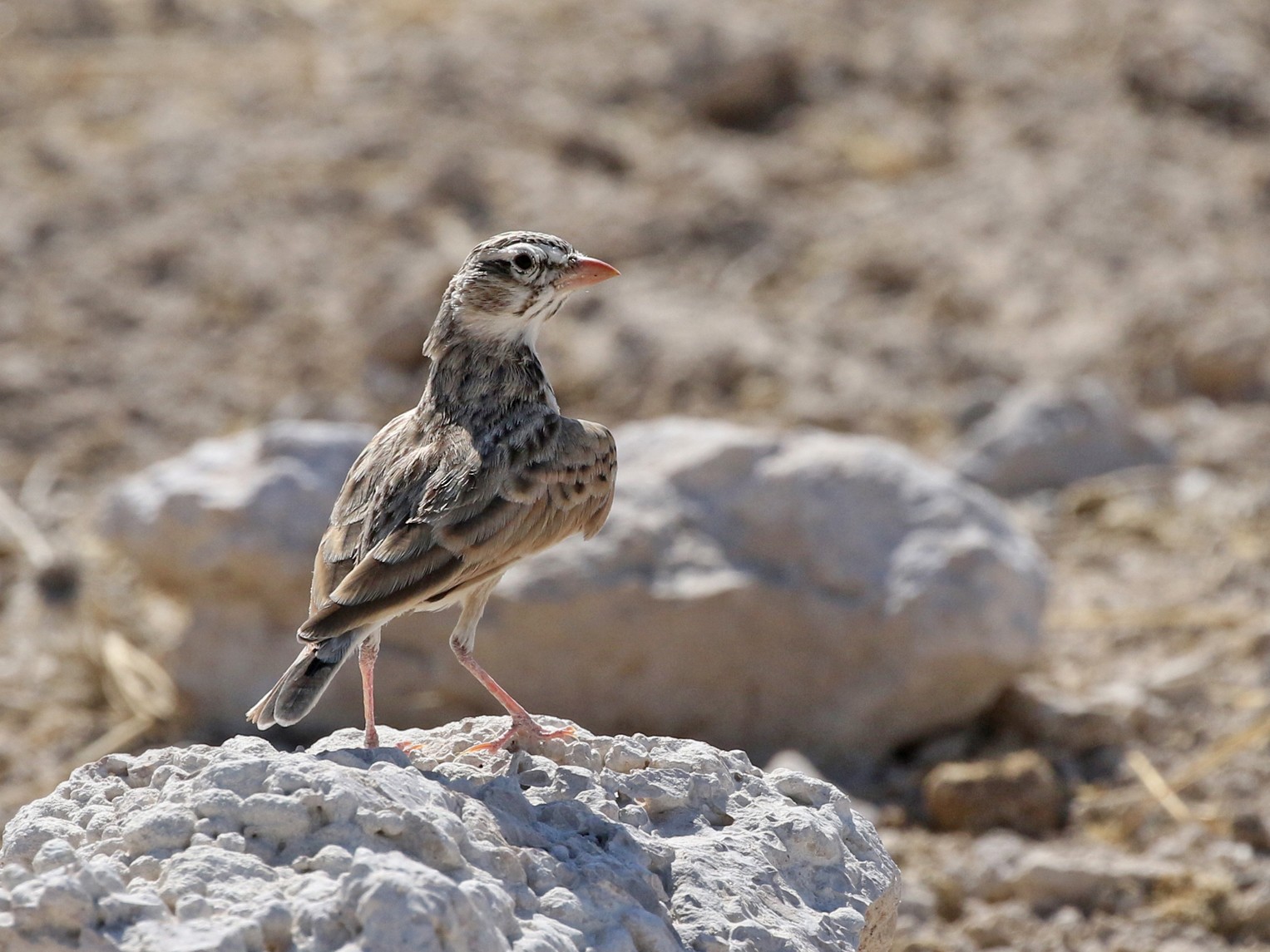Pink-billed Lark - eBird