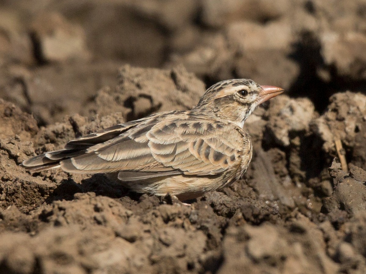 Pink-billed Lark - eBird