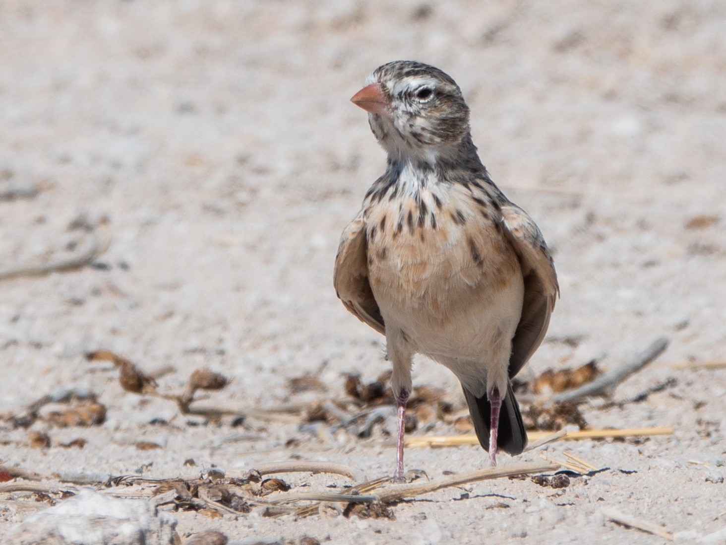 Pink-billed Lark - eBird