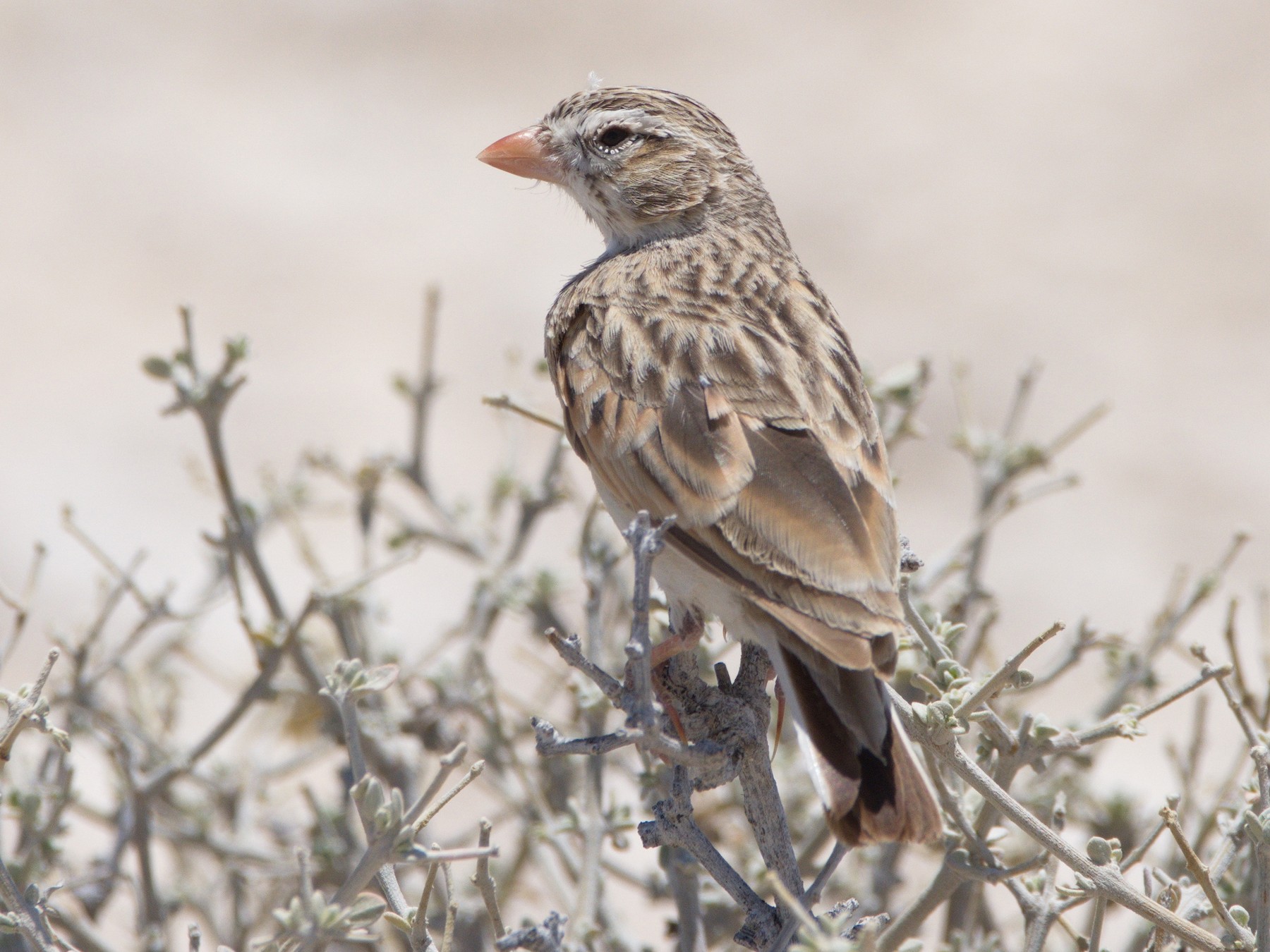 Pink-billed Lark - eBird