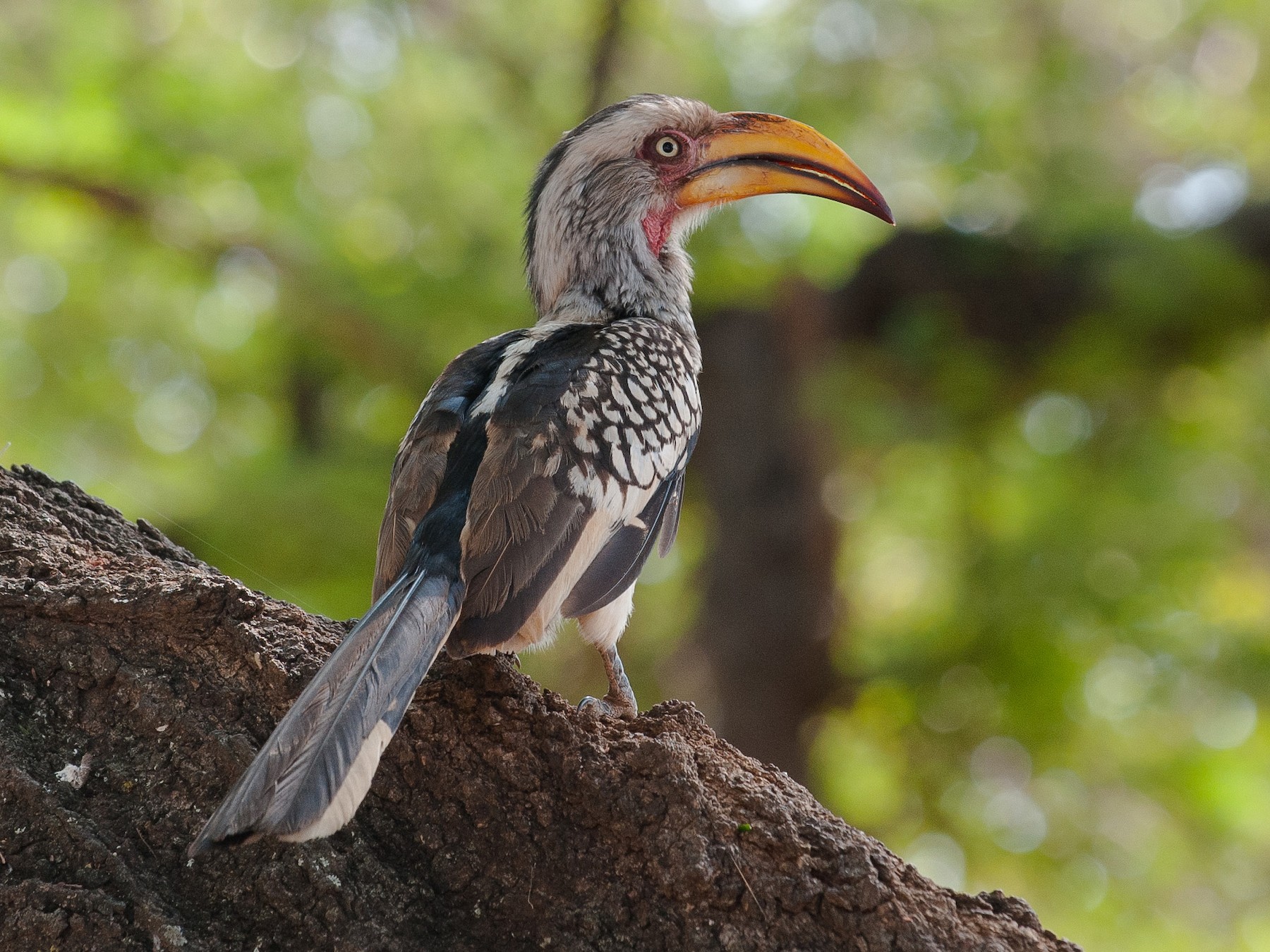 Southern Yellow-billed Hornbill - eBird