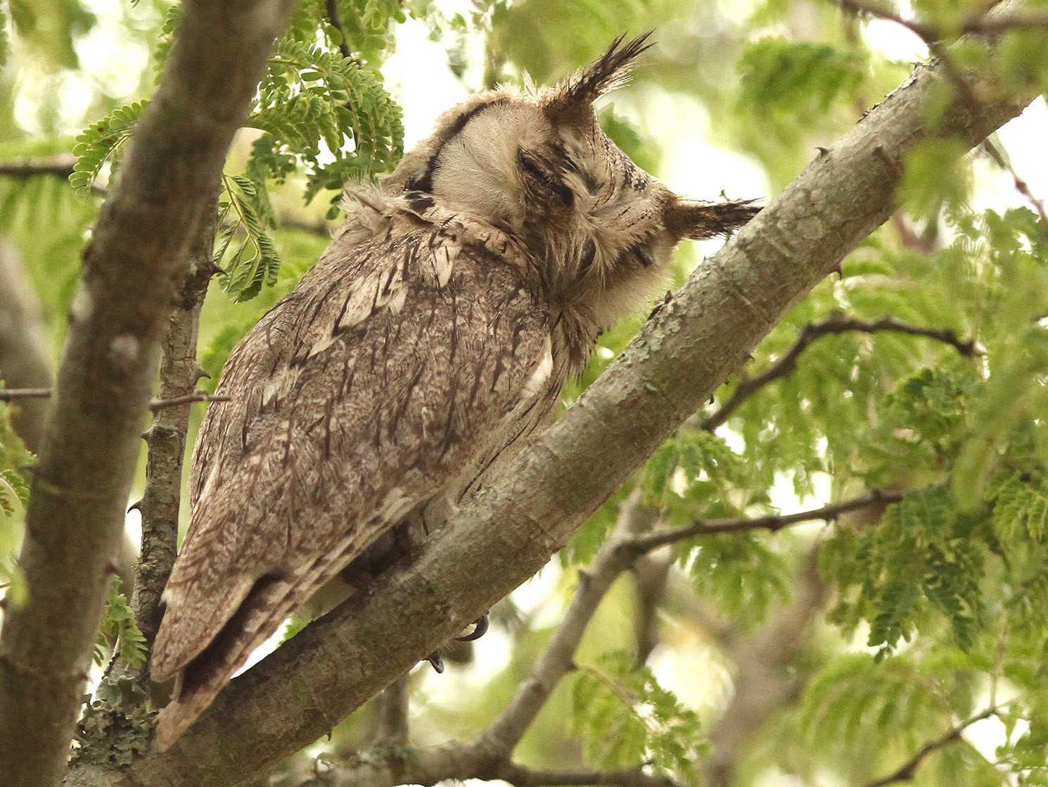 Petit-duc de Grant - eBird