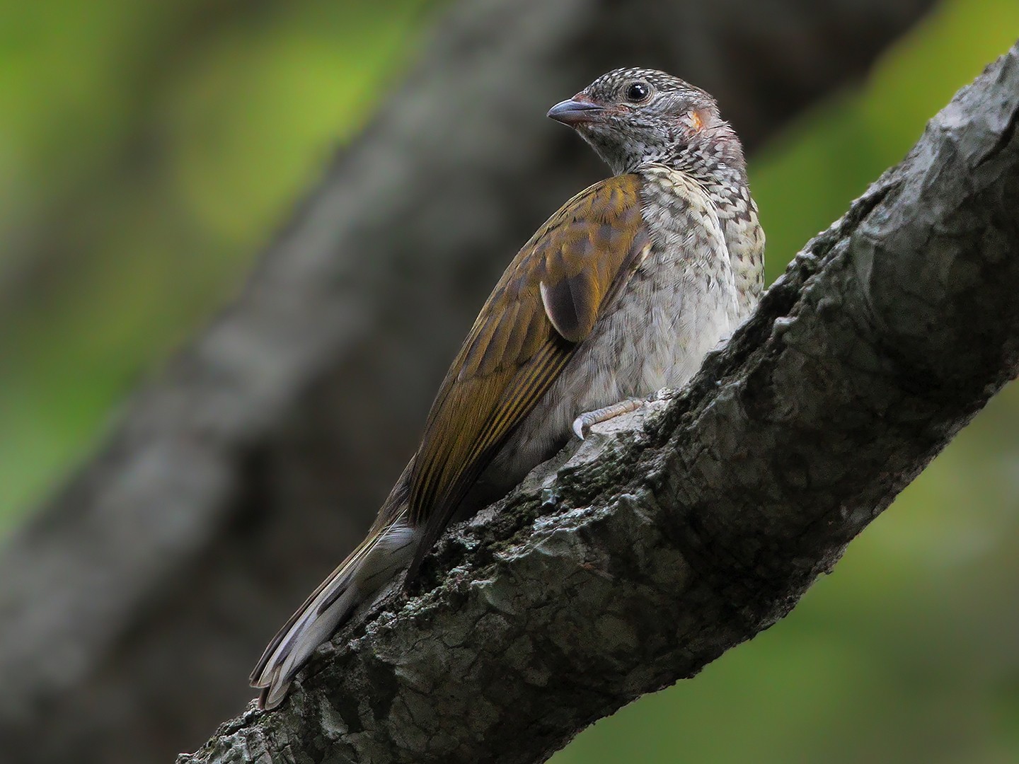 Scaly-throated Honeyguide - eBird