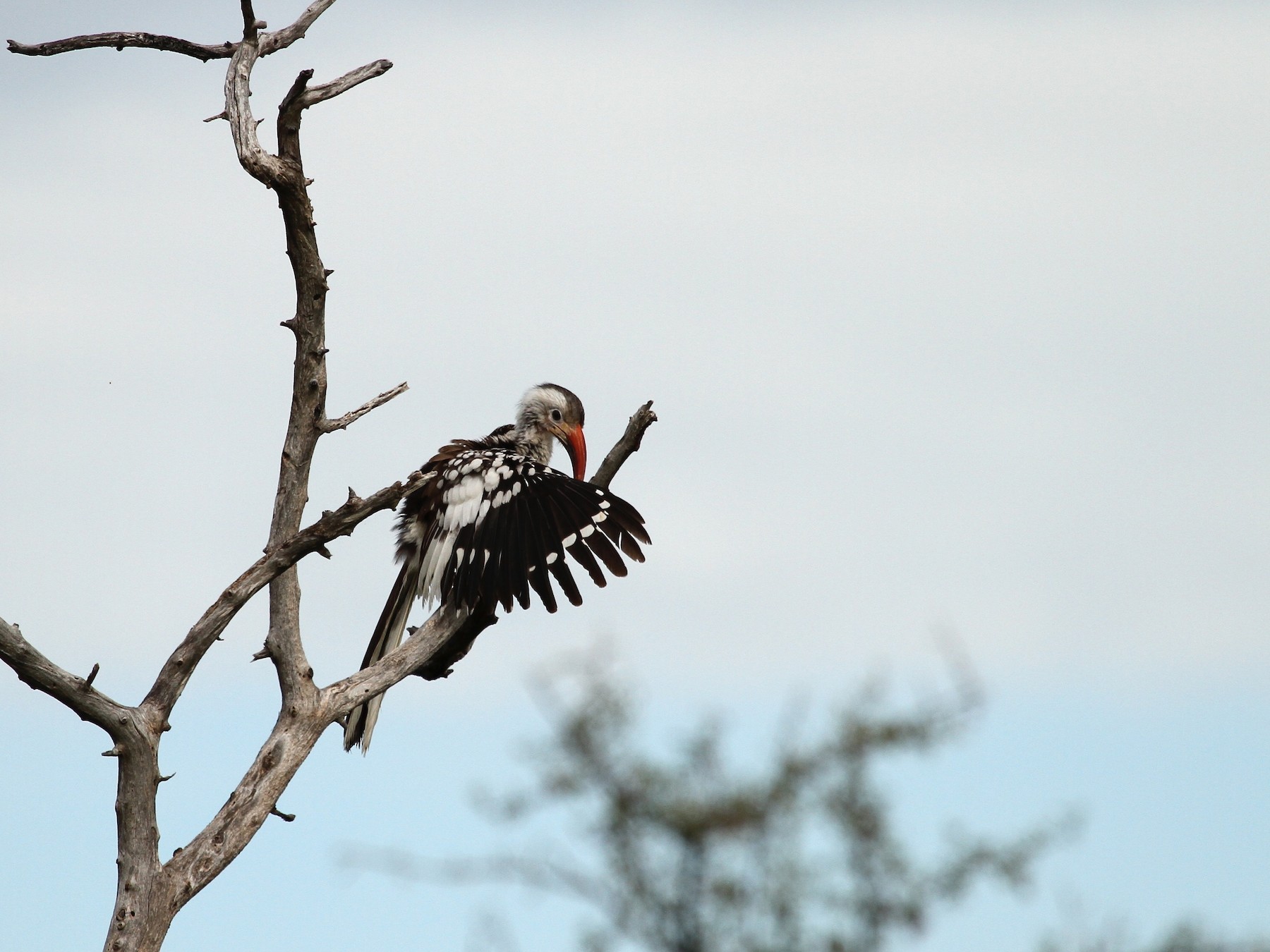 Southern Red-billed Hornbill - eBird