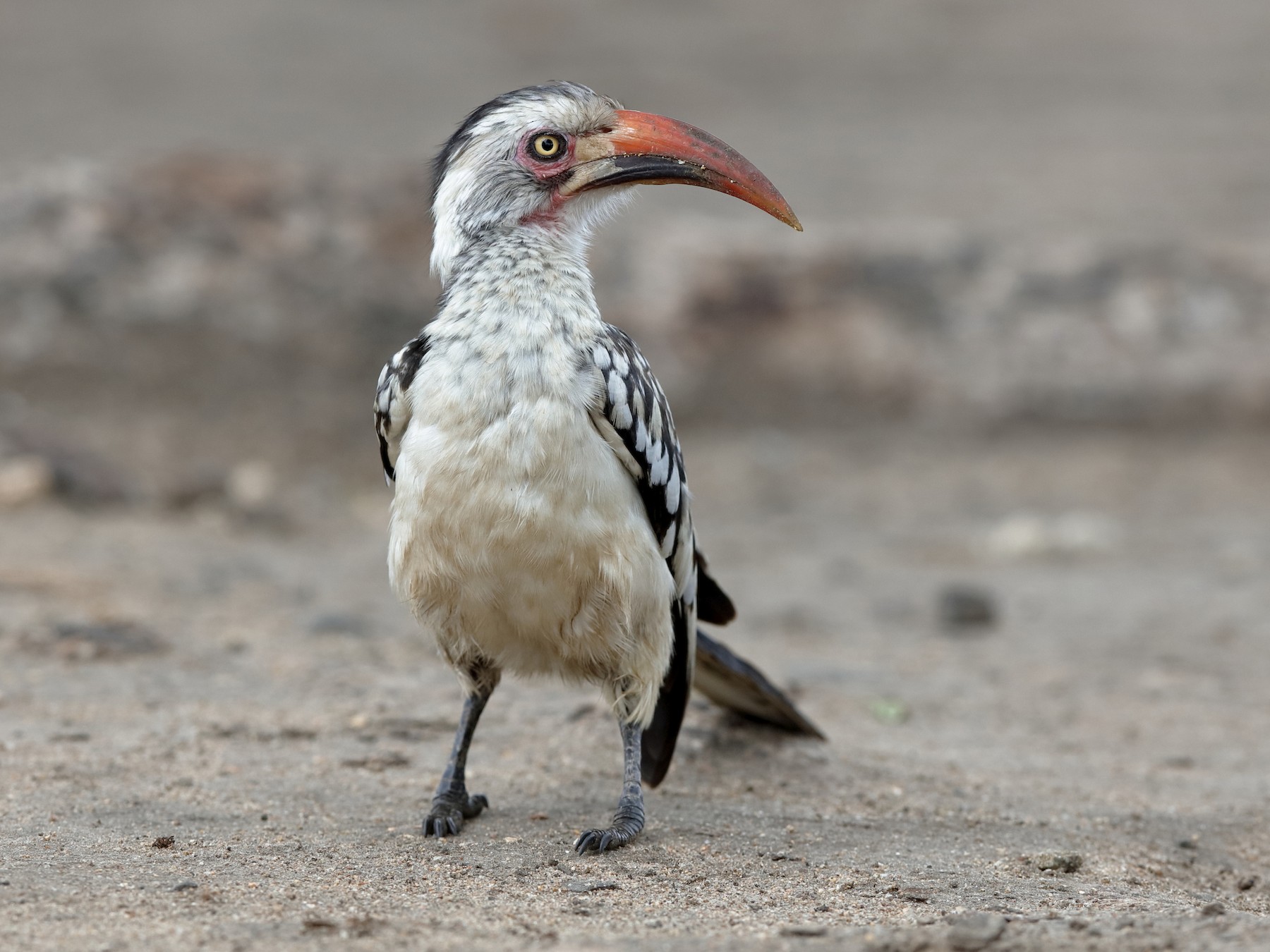 Southern Red-billed Hornbill - eBird