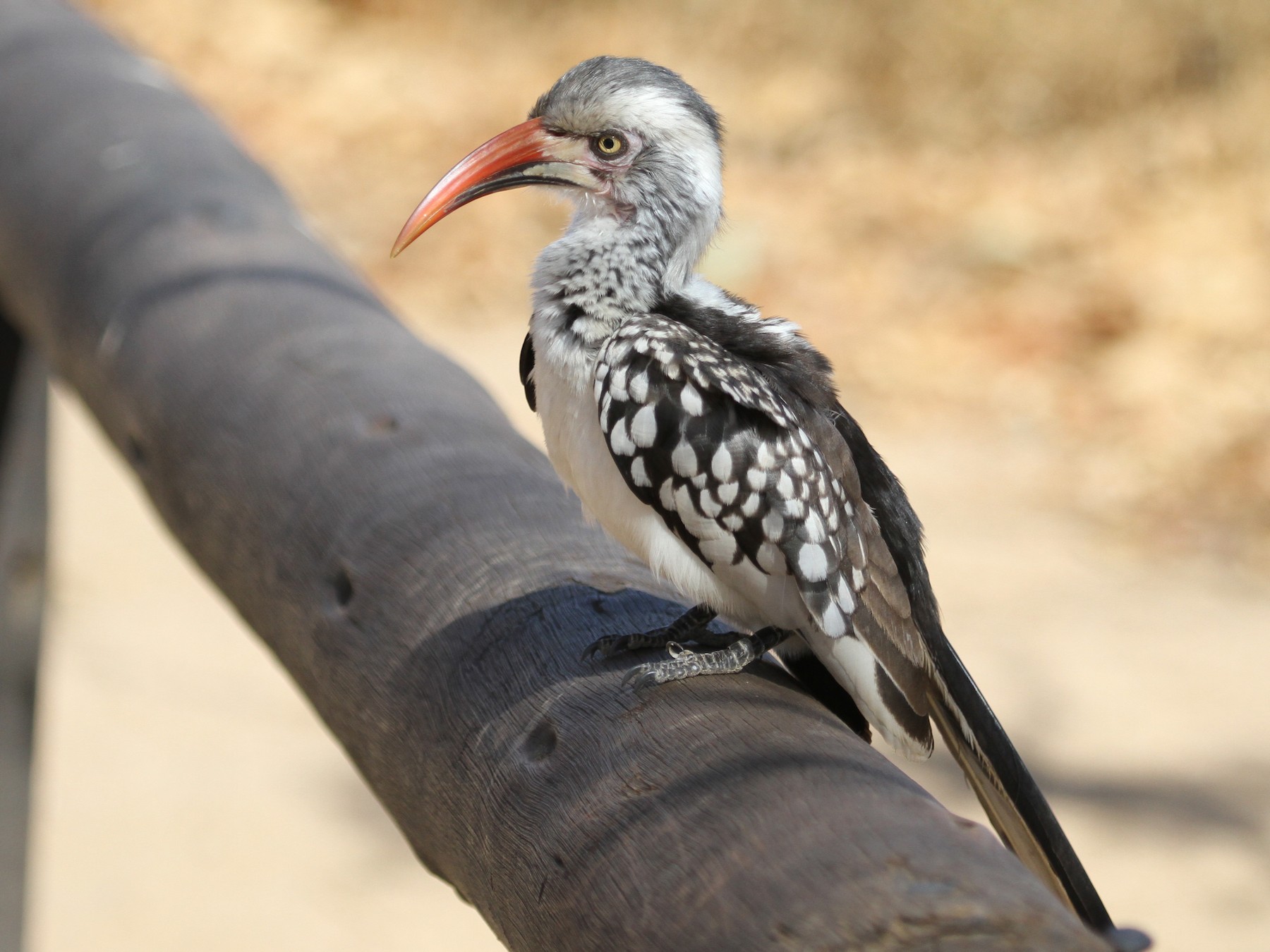 Southern Red-billed Hornbill - eBird