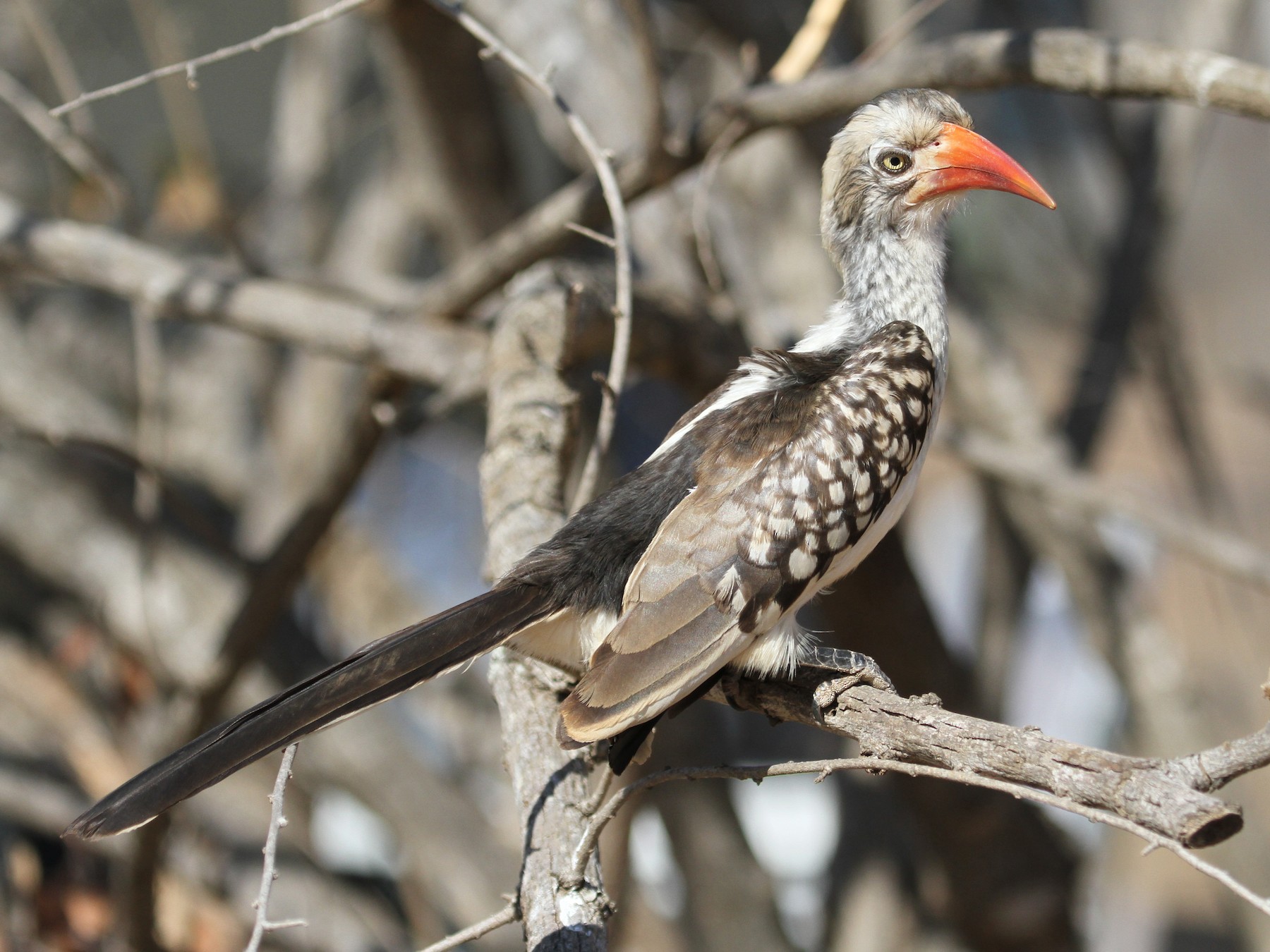 Southern Red-billed Hornbill - eBird