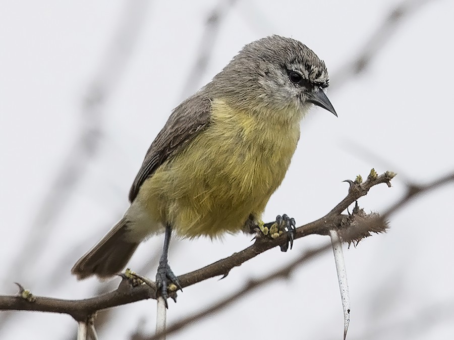 Southern Penduline-Tit - eBird