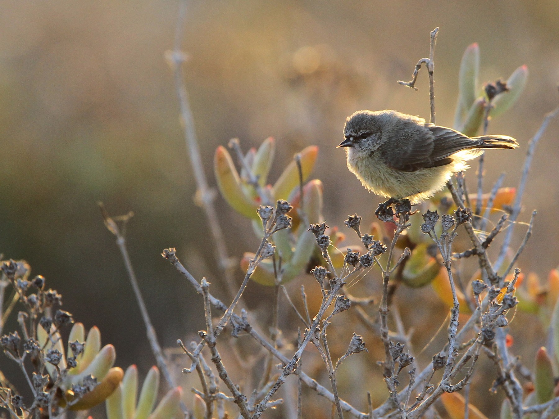 Southern Penduline-Tit - eBird