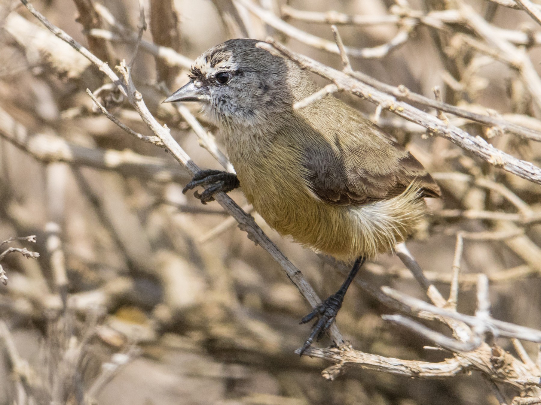 Southern Penduline-Tit - eBird