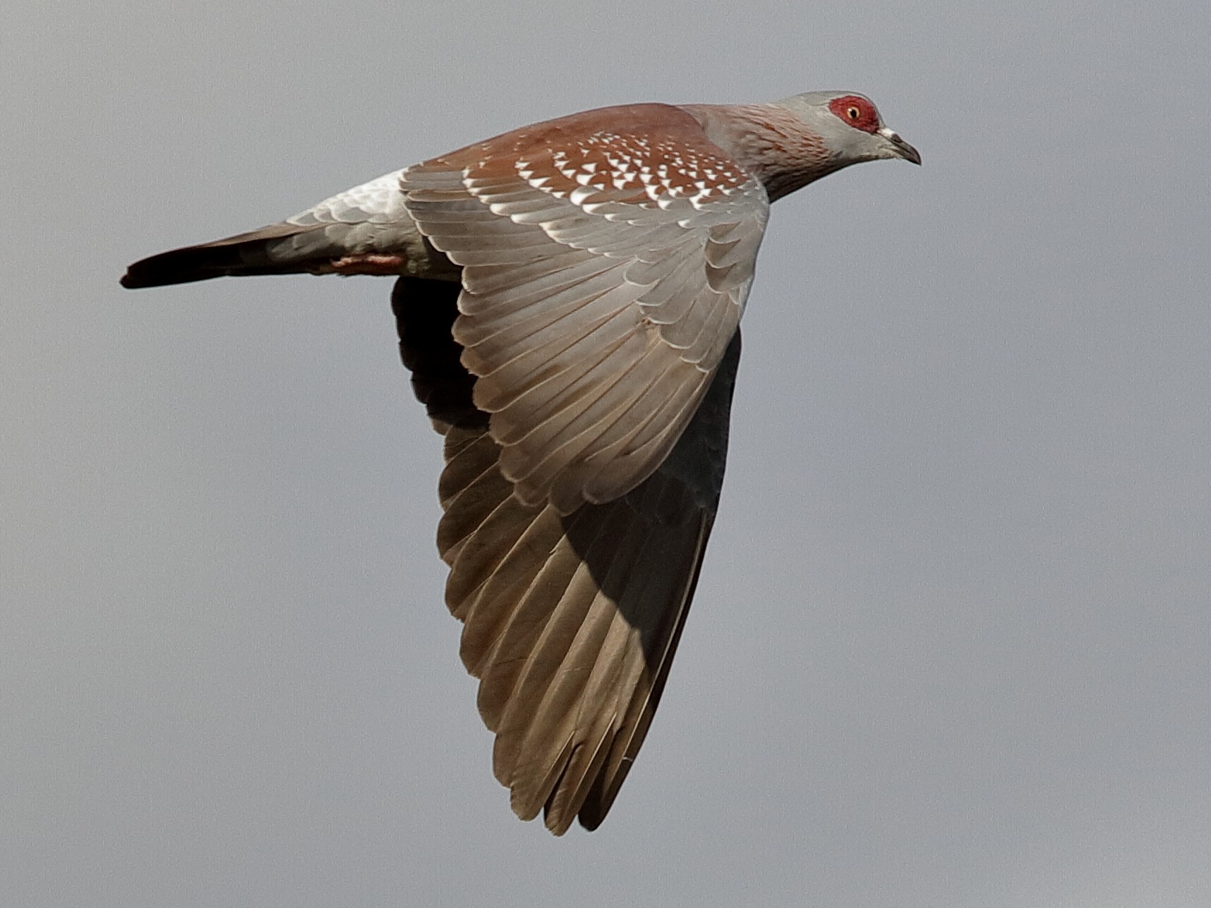 Speckled Pigeon - eBird