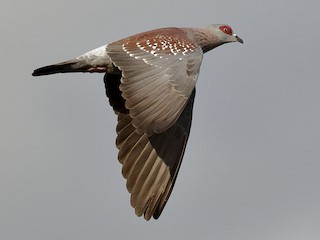 Speckled Pigeon - eBird