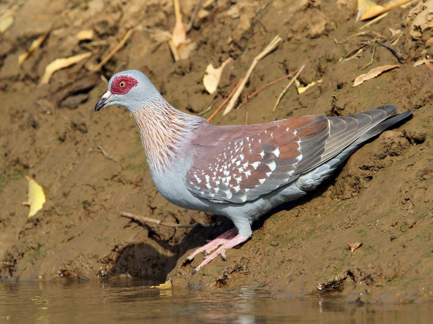 Speckled Pigeon - eBird