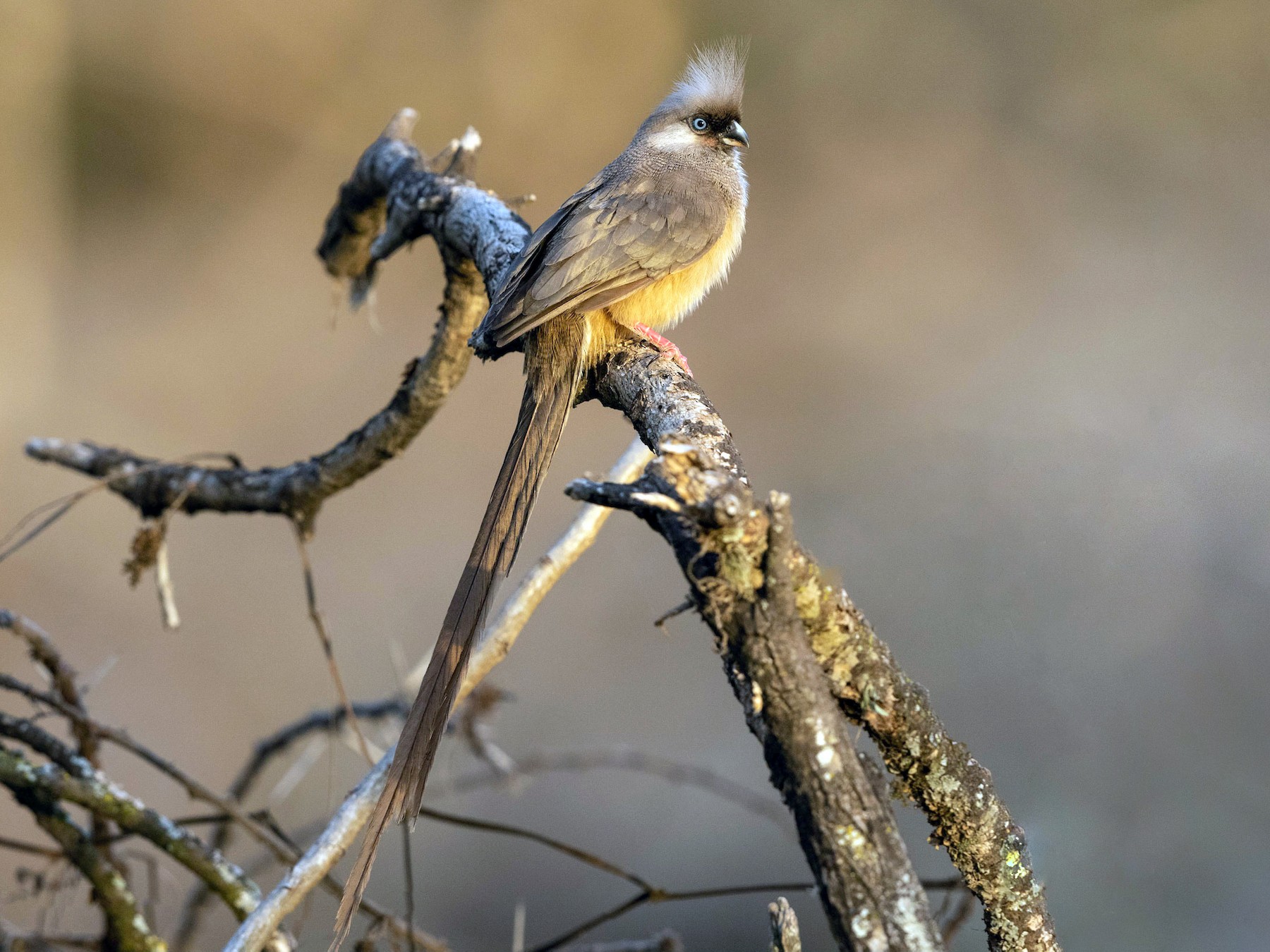 Speckled Mousebird - eBird