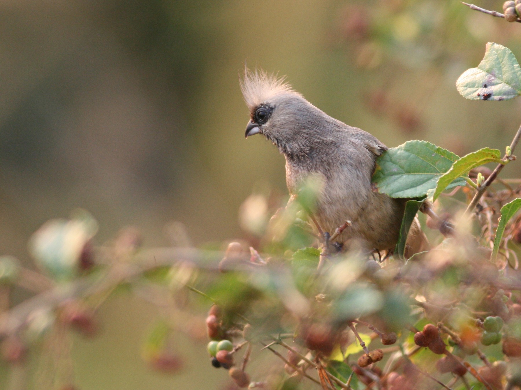 Speckled Mousebird - eBird