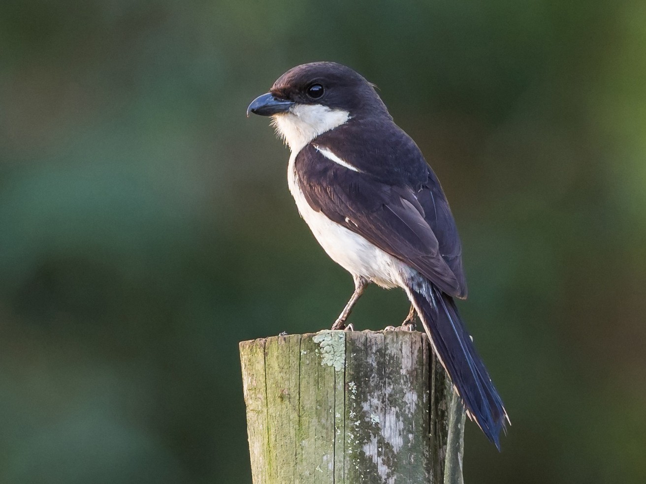 Southern Fiscal - eBird