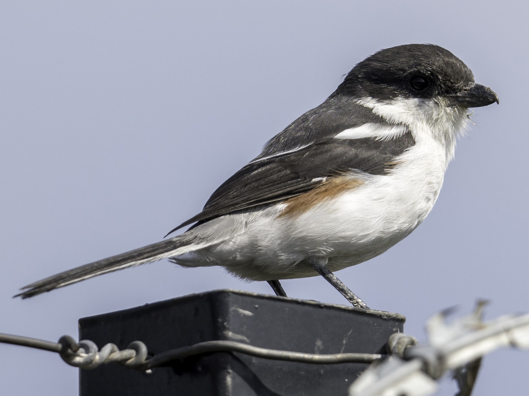 Southern Fiscal - eBird