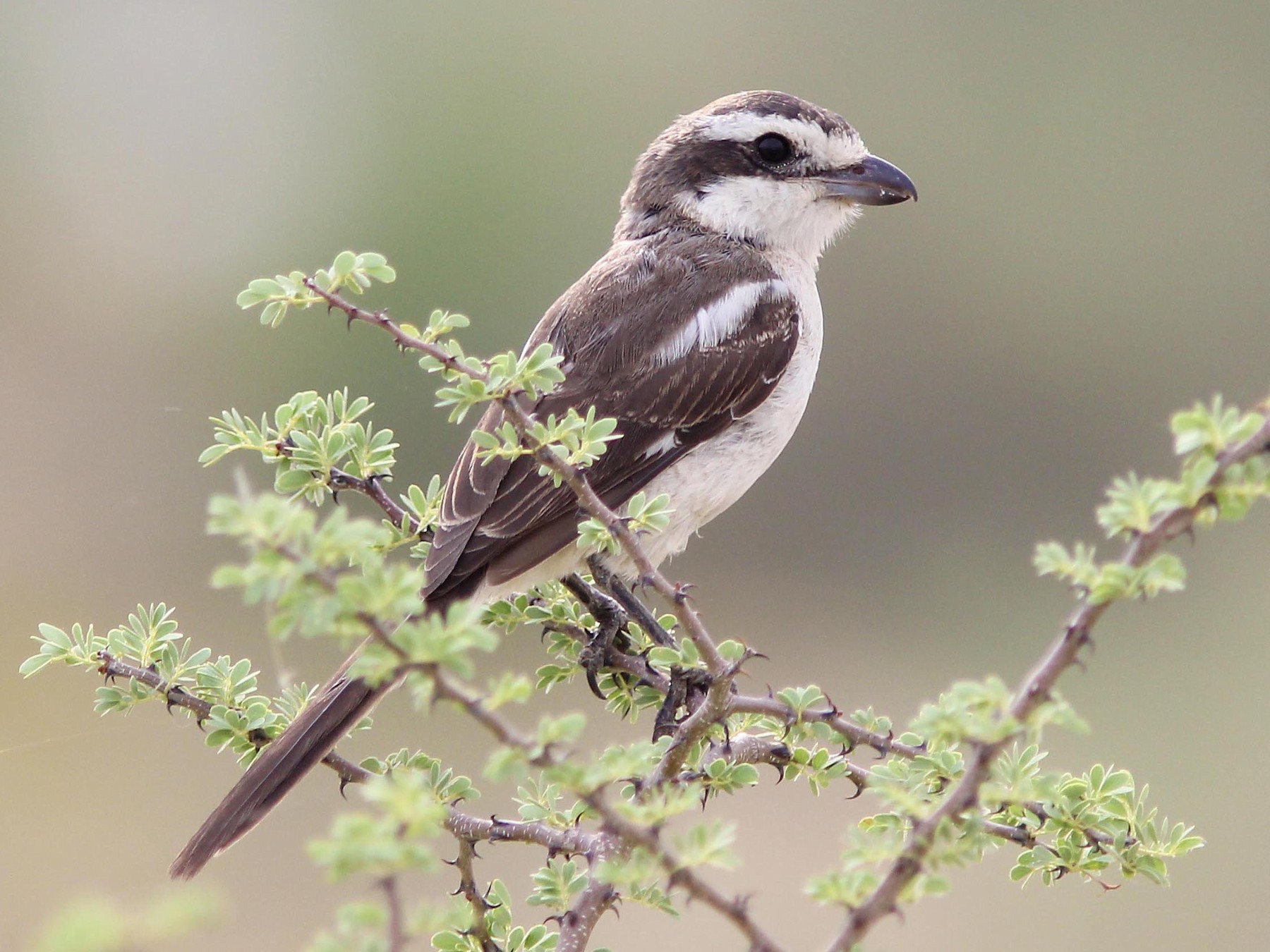 Southern Fiscal - eBird