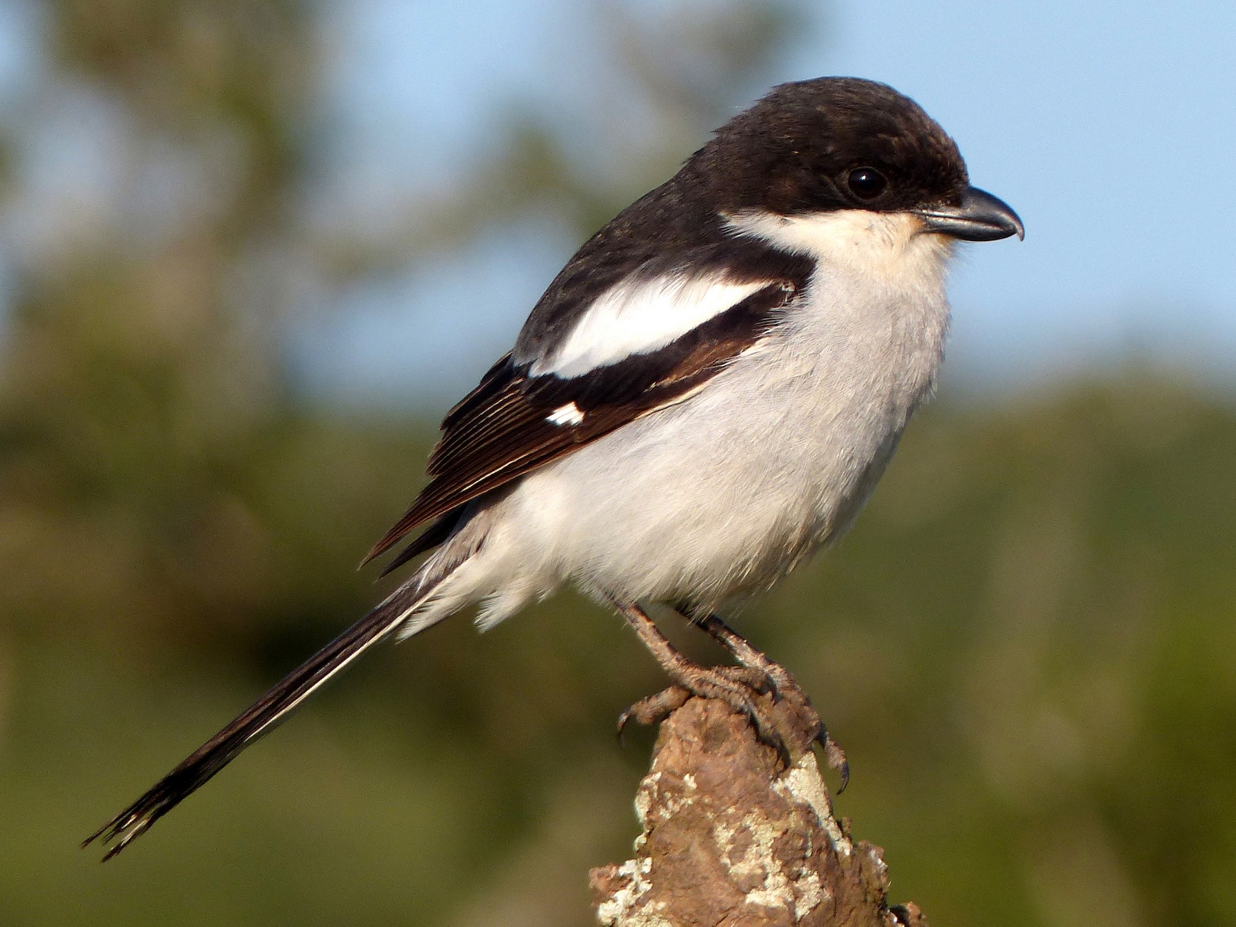 Southern Fiscal - eBird