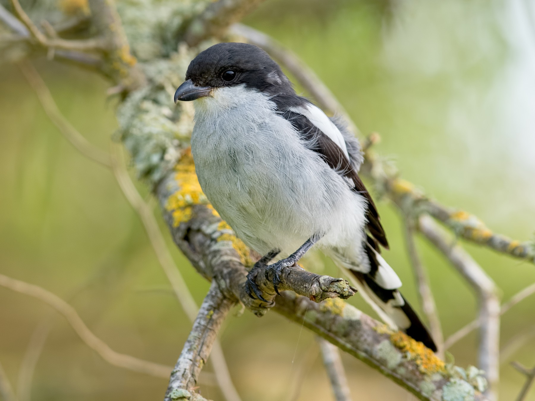 Southern Fiscal - eBird