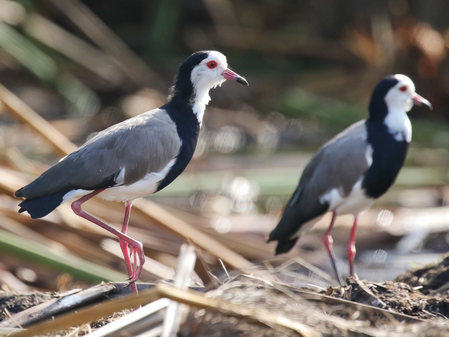 Long-toed Lapwing - eBird