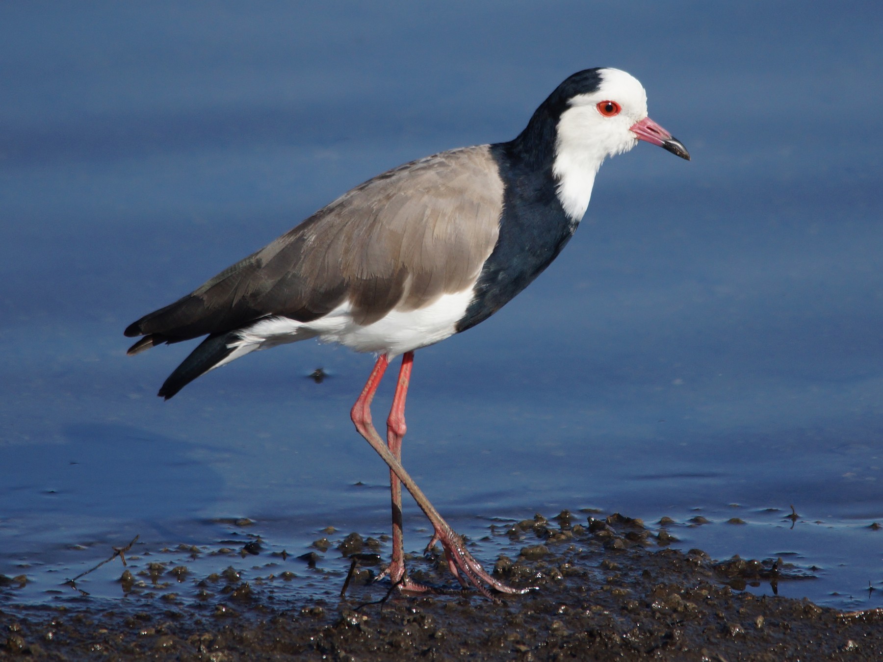 Long-toed Lapwing - eBird