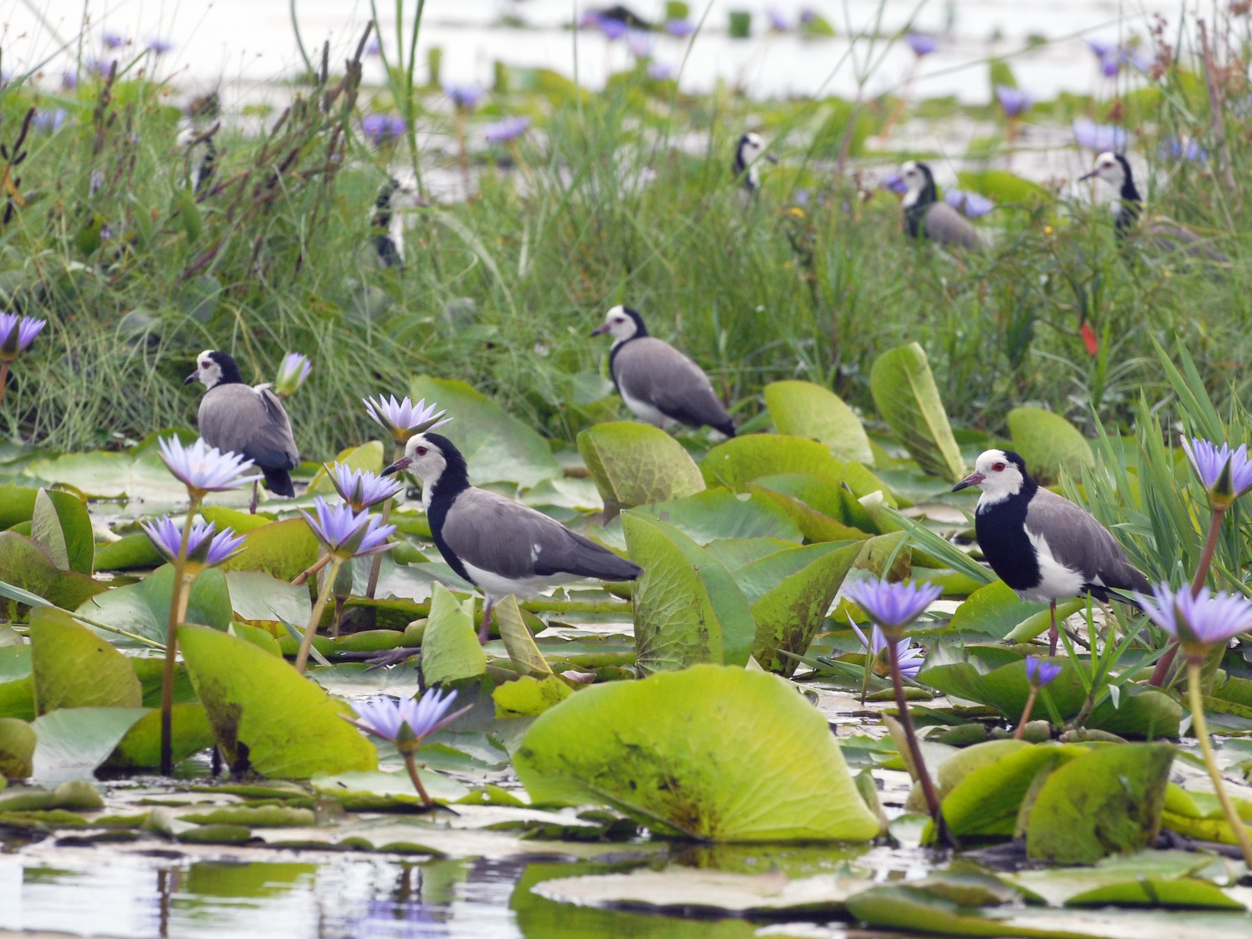 Long-toed Lapwing - eBird